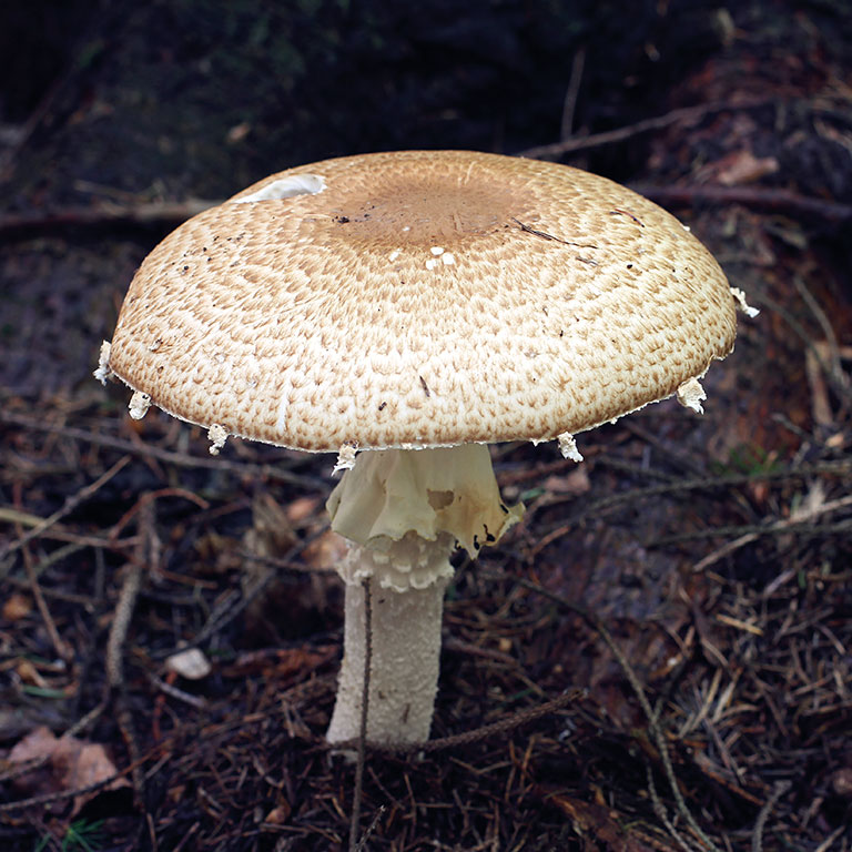 Un mois = Une espèce de champignon I suivez le guide des champignons