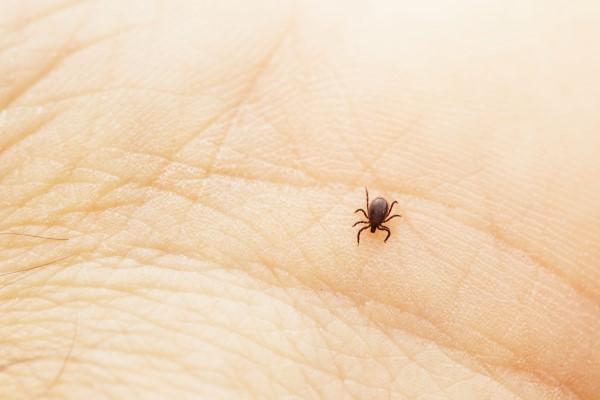 Morsure de tique et maladie de Lyme, attention à vous