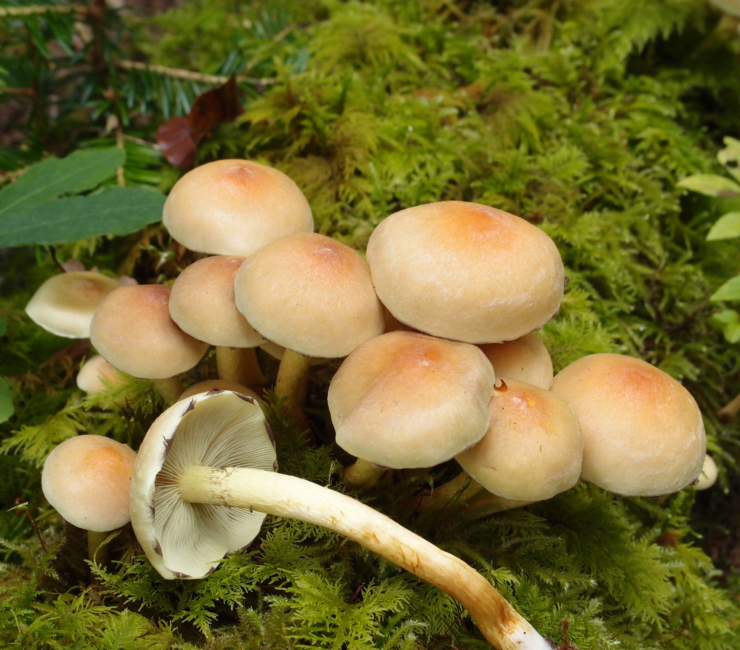 Pied-bleu (lepista nuda) : champignon excellent comestible