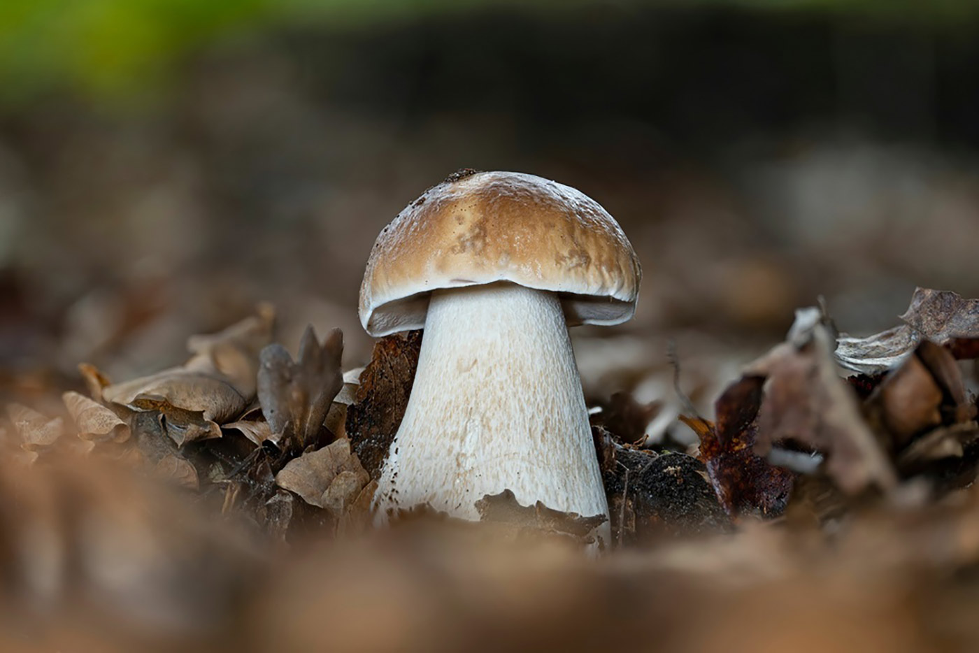 Cèpes : identification, conseils, lieux et saison